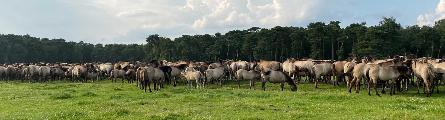 Wildpferde in Deutschland | Die Dülmener Wildpferdebahn