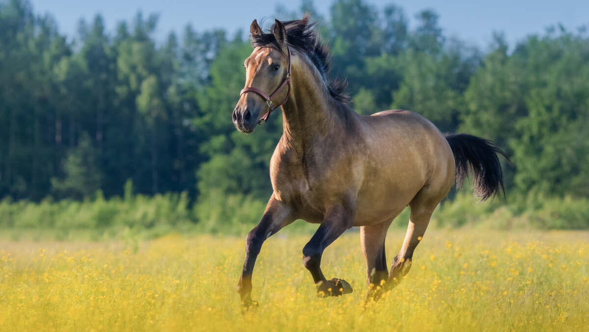 Der Andalusier | Pferderassen mit RIDAYS Reiturlaub
